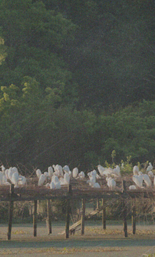 Our History | TABASCO® Brand Legendary Pepper Sauce